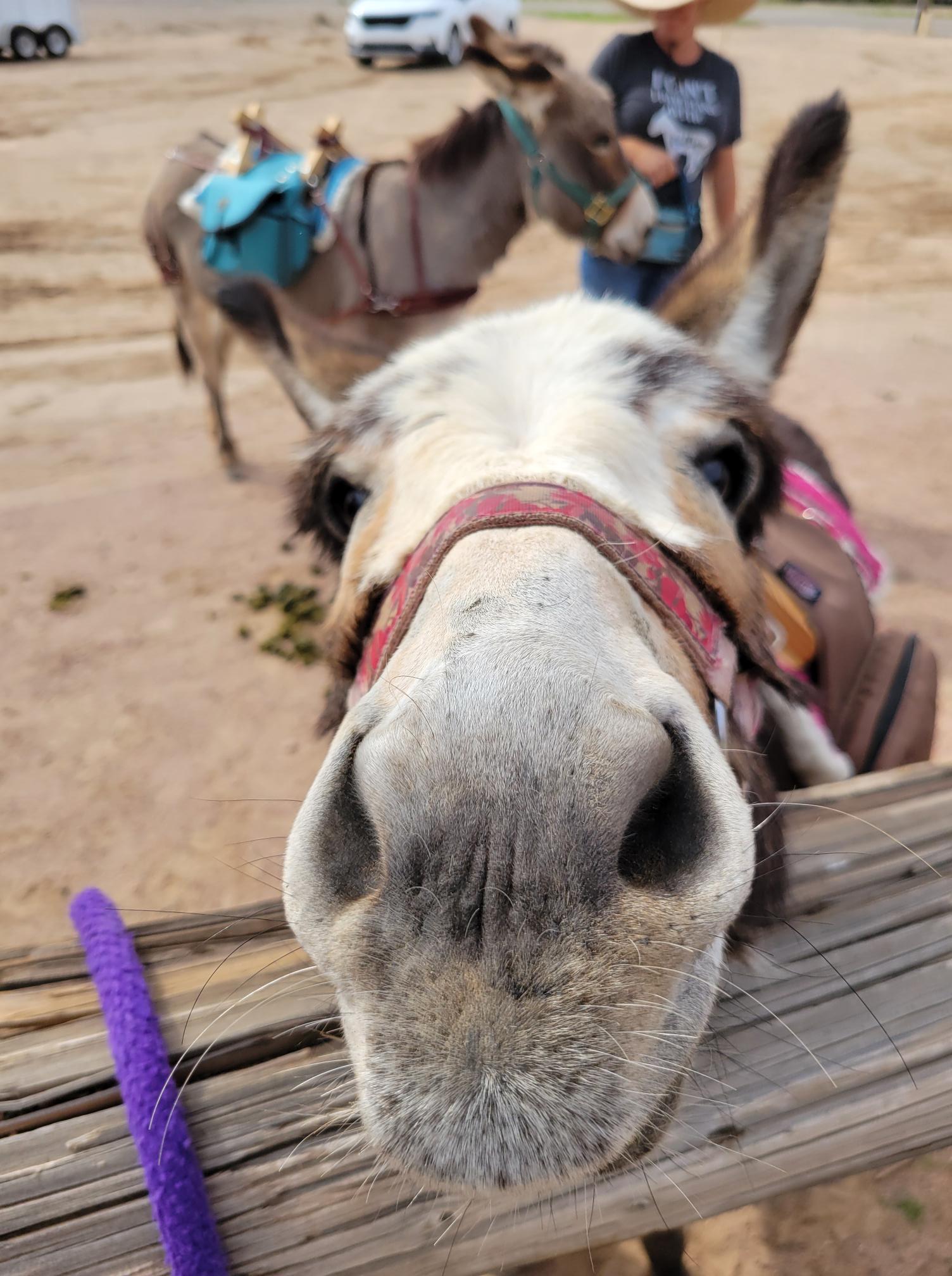 Meet the Donkeys – Desert Donkey Experiences
