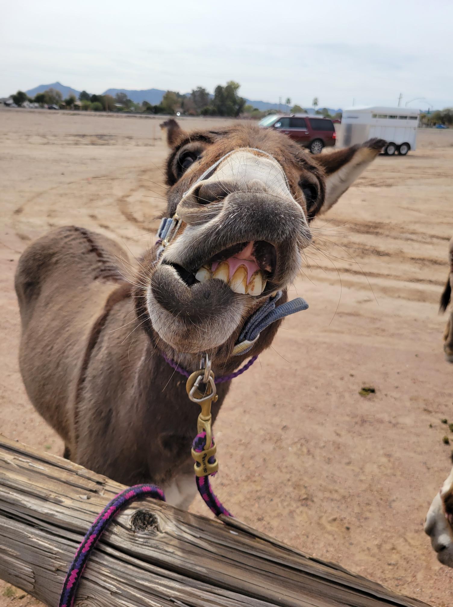 Meet the Donkeys – Desert Donkey Experiences